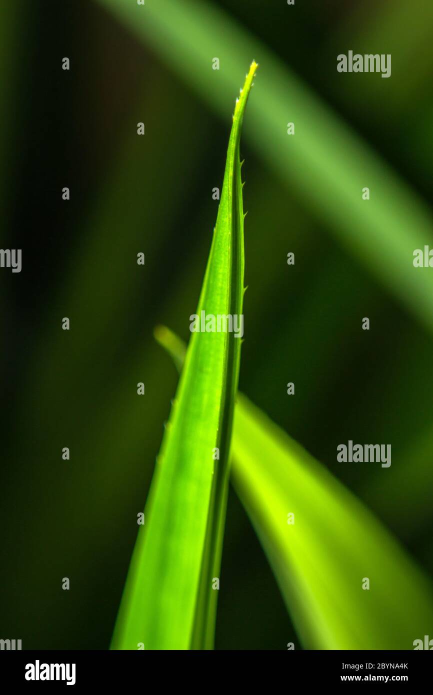 close-up pandan leaves nature background Stock Photo - Alamy