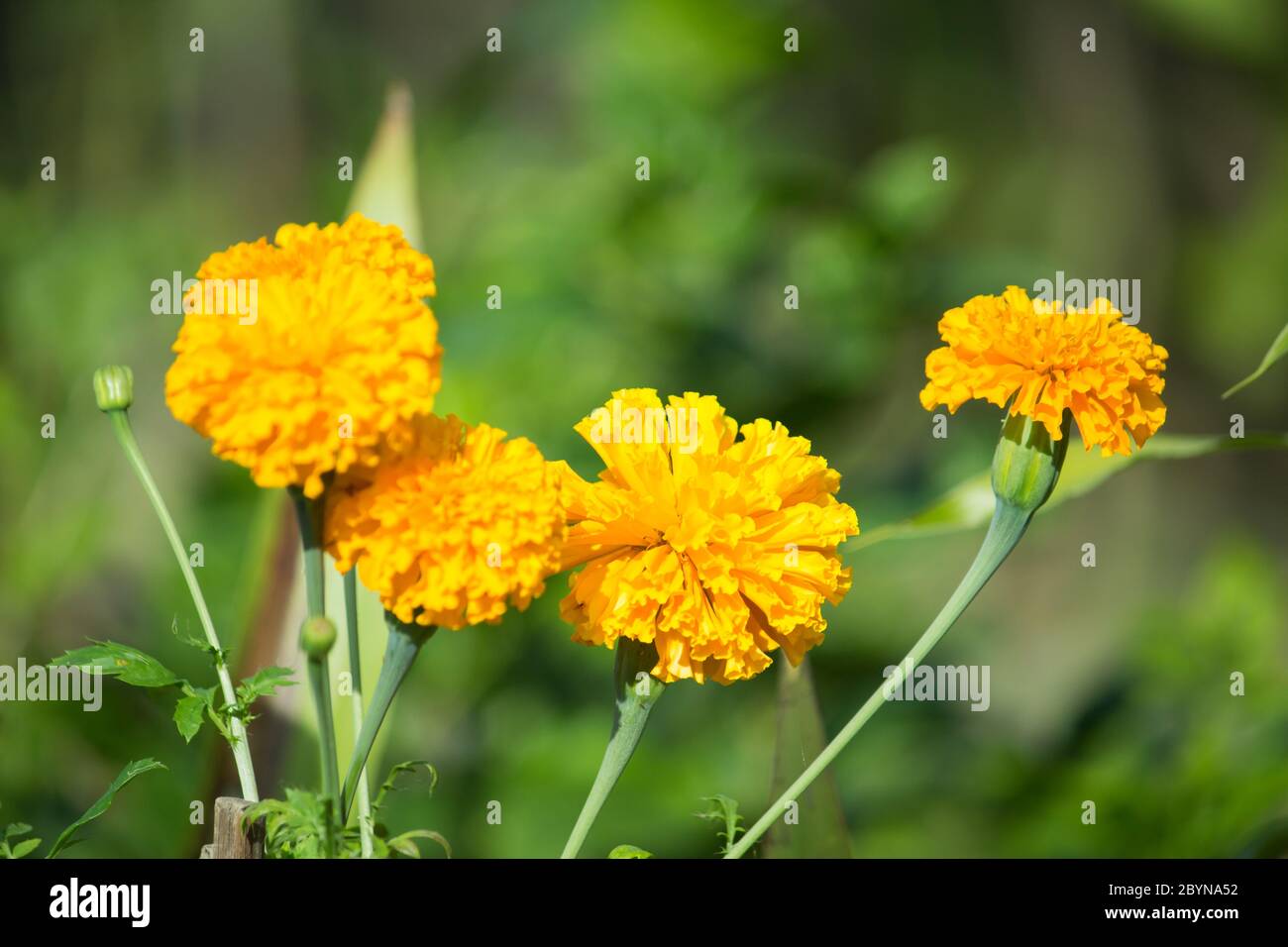 marigold garden nature background Stock Photo - Alamy
