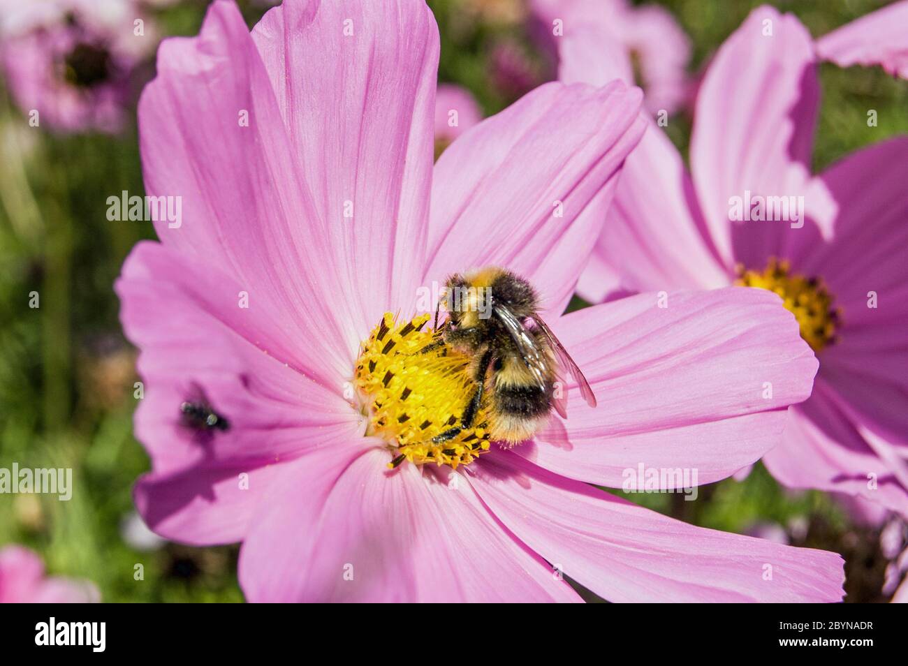 A bumble bee gathering pollen in high summer Stock Photo - Alamy