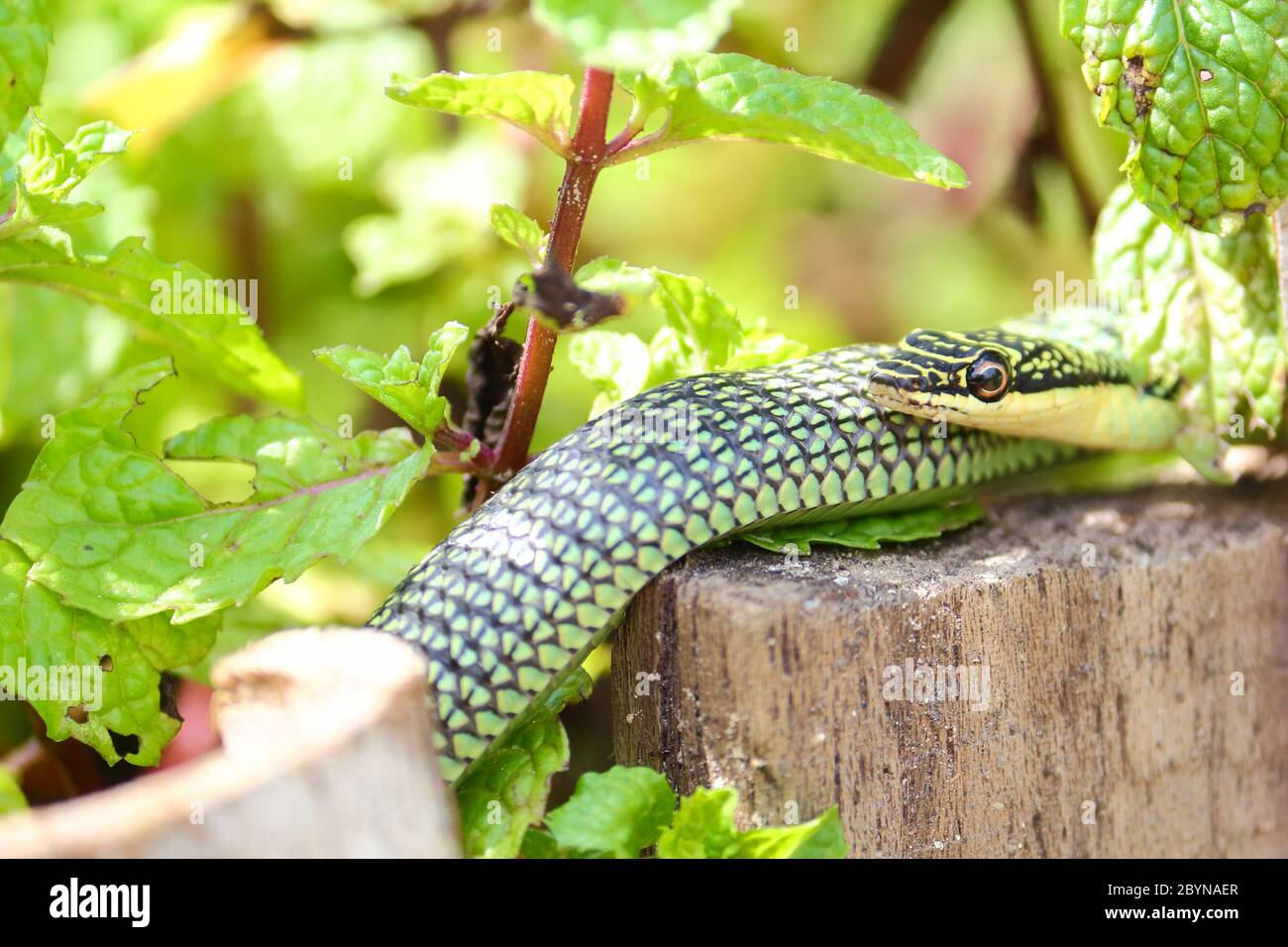 nature green snake on peppermint plant in asia Stock Photo - Alamy