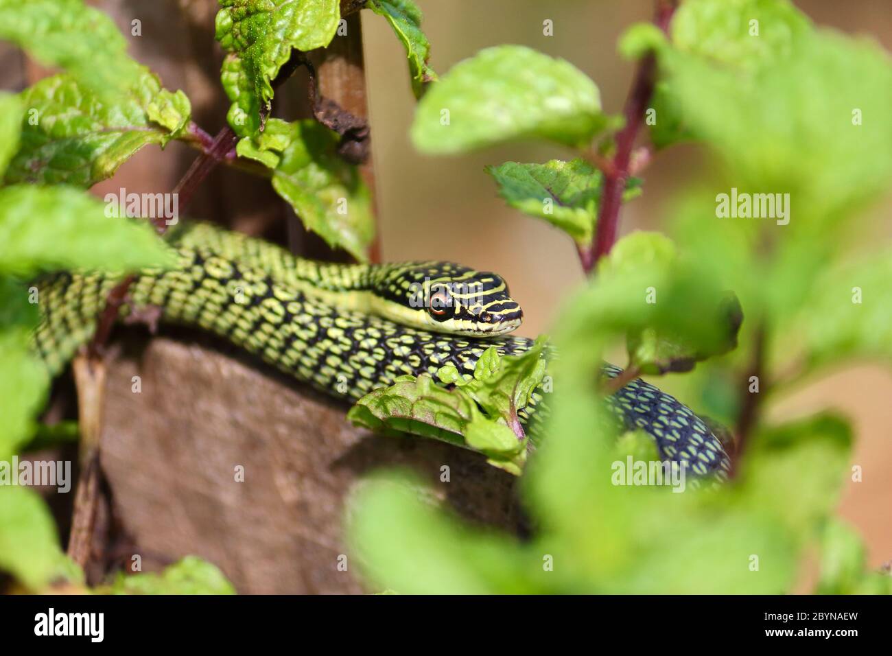 nature green snake on peppermint plant in asia Stock Photo - Alamy