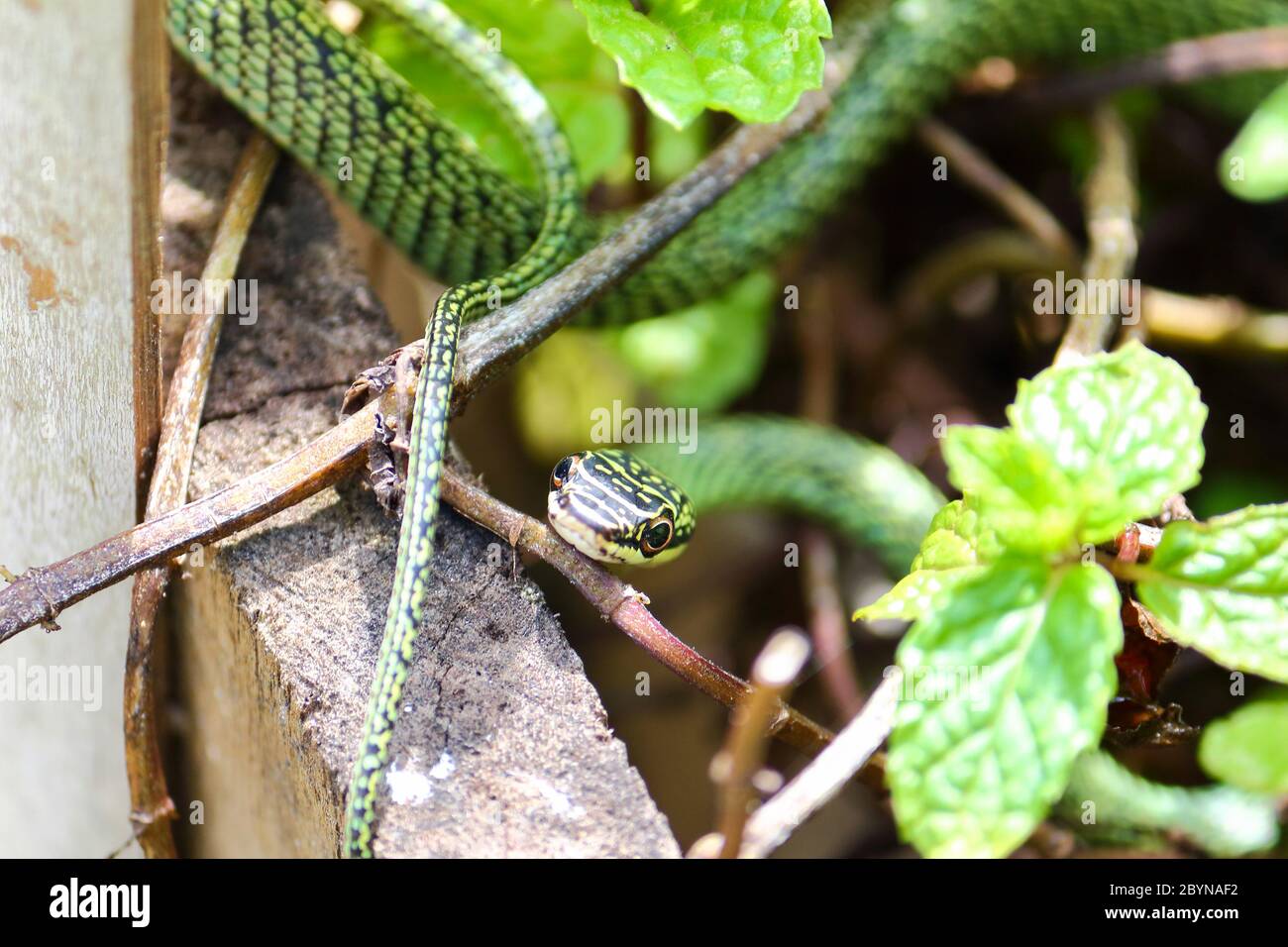 nature green snake on peppermint plant in asia Stock Photo - Alamy