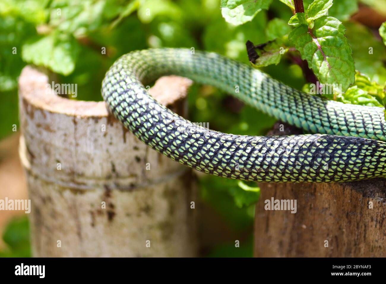 nature green snake on peppermint plant in asia Stock Photo - Alamy