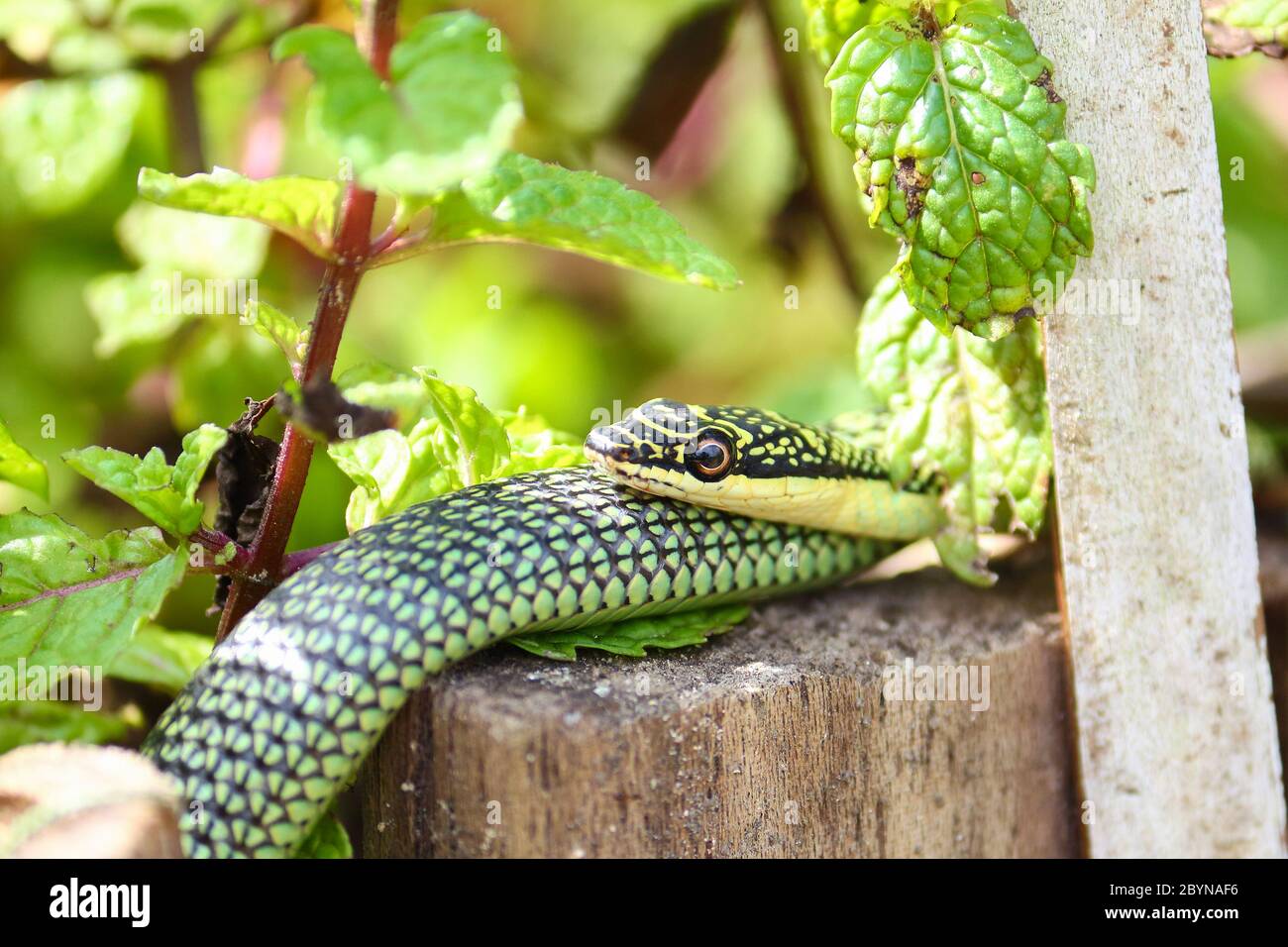 nature green snake on peppermint plant in asia Stock Photo - Alamy