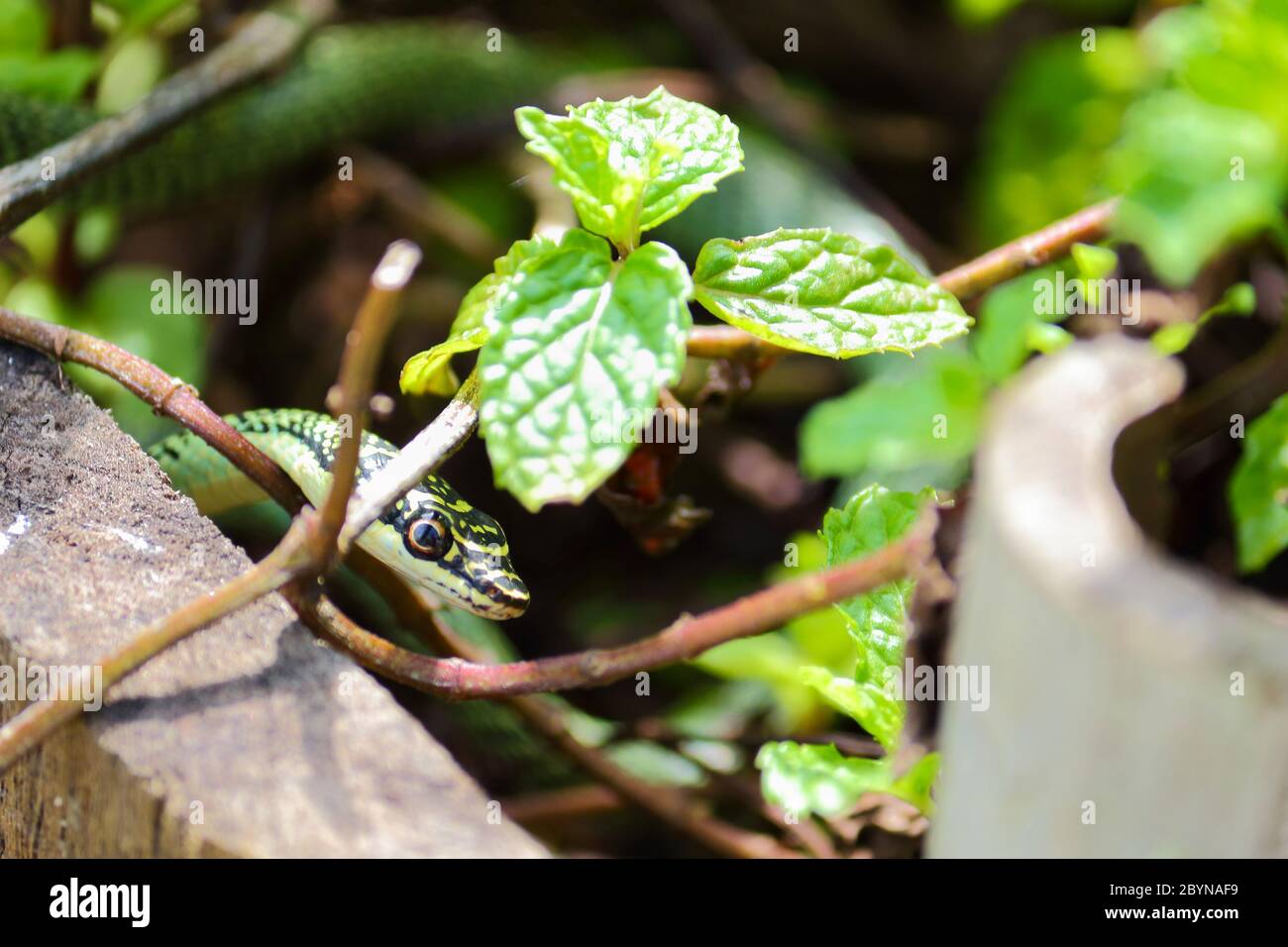nature green snake on peppermint plant in asia Stock Photo - Alamy