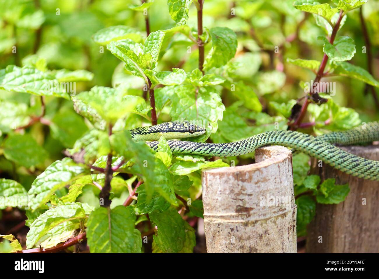 nature green snake on peppermint plant in asia Stock Photo - Alamy