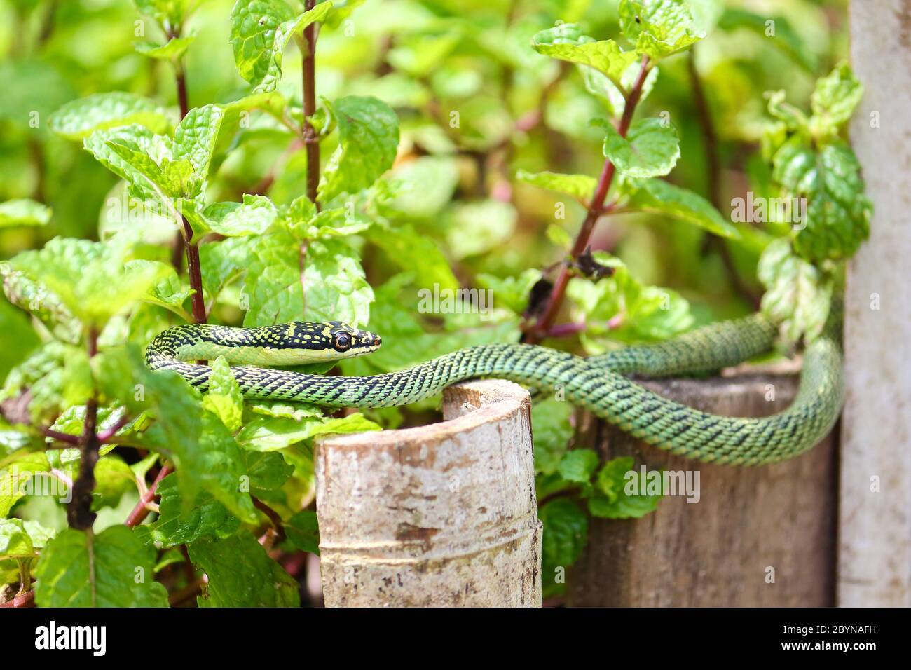 nature green snake on peppermint plant in asia Stock Photo - Alamy