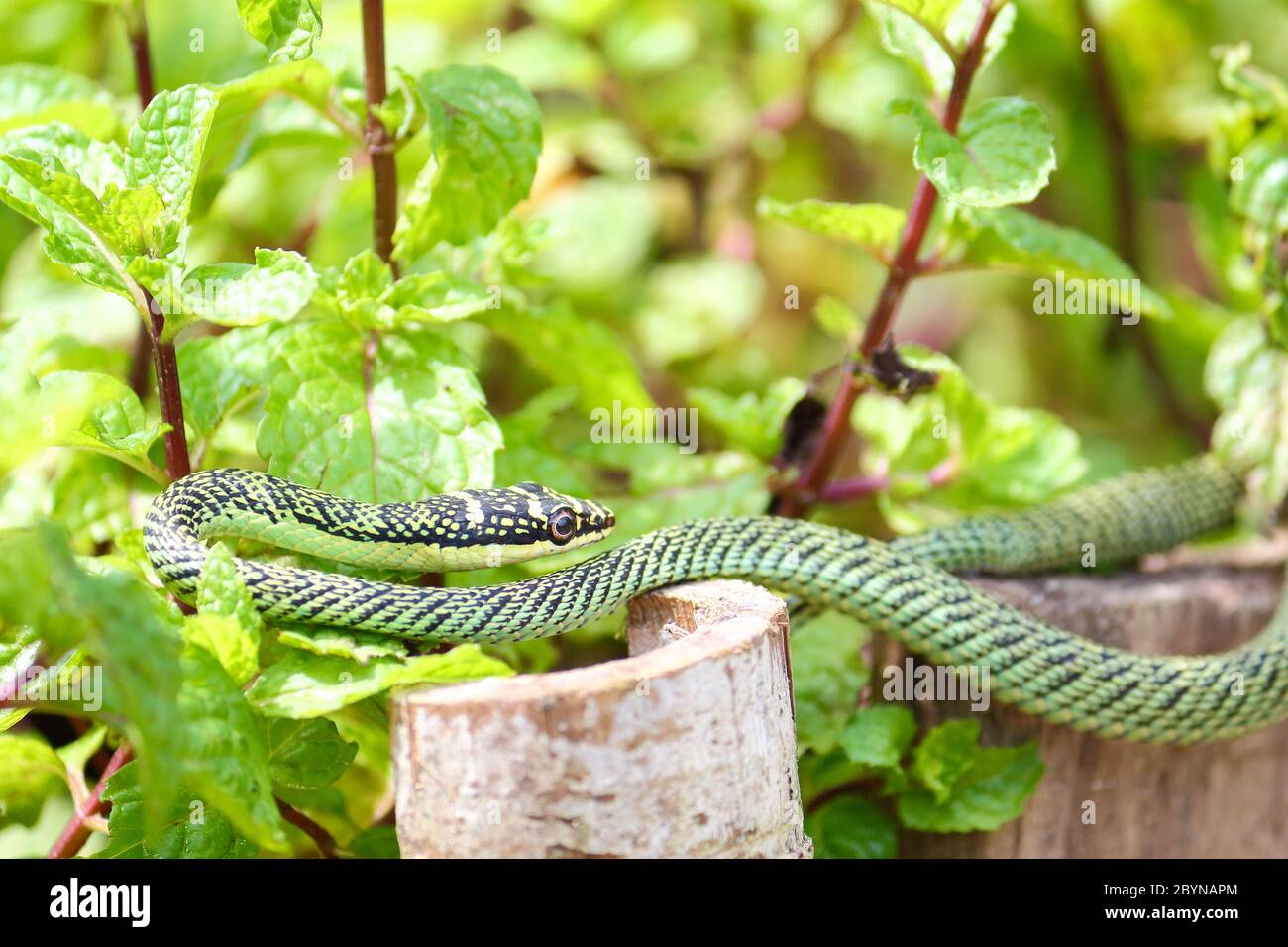 nature green snake on peppermint plant in asia Stock Photo - Alamy