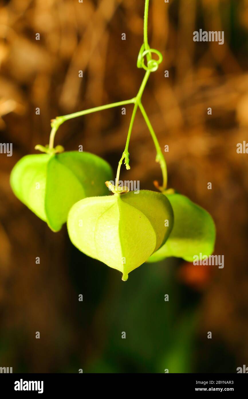 Cardiospermum halicacabum hi-res stock photography and images - Alamy