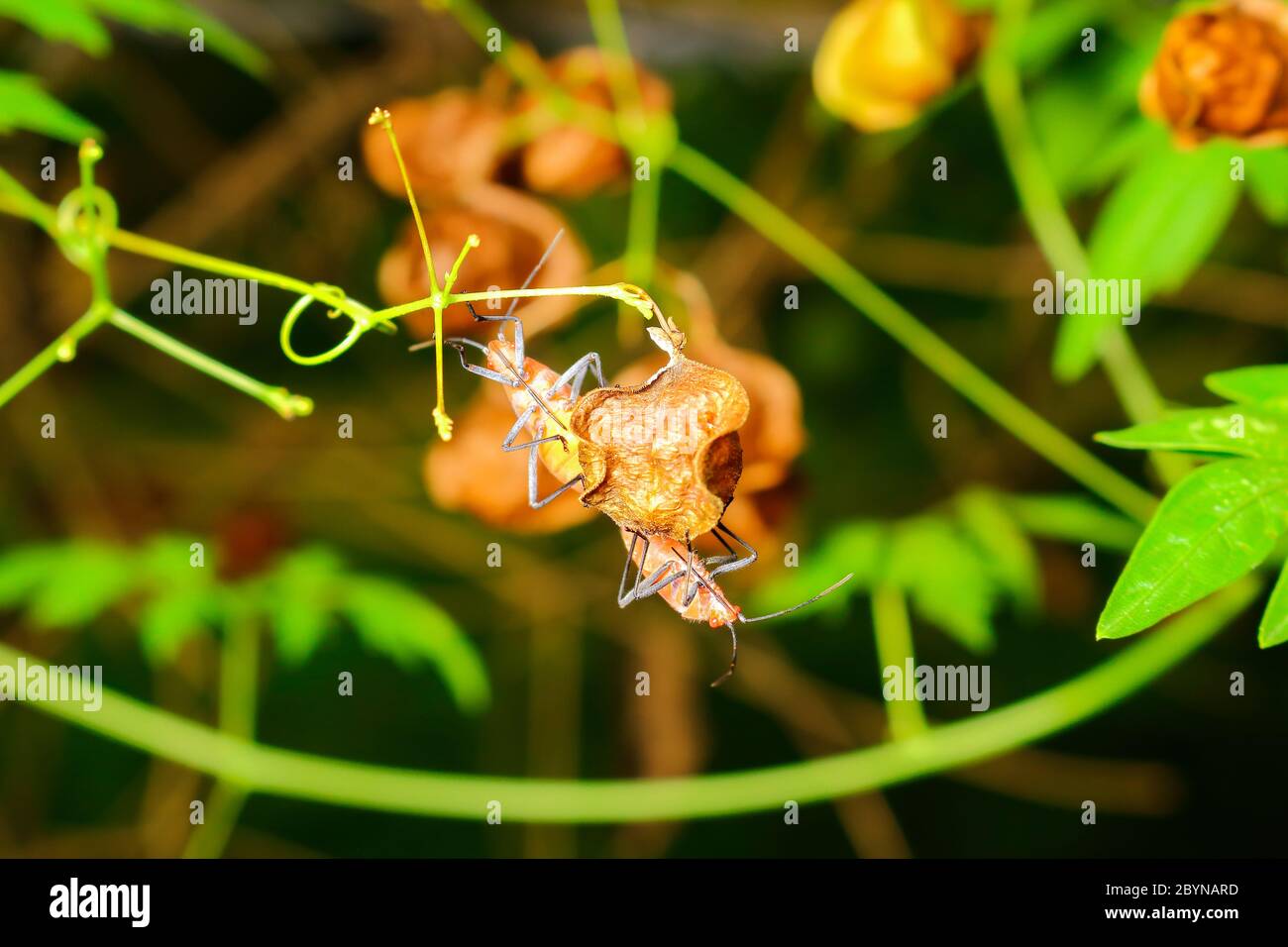 extra soft focus Indian Milkweed Bug breeding, Oncopeltus confusus ...