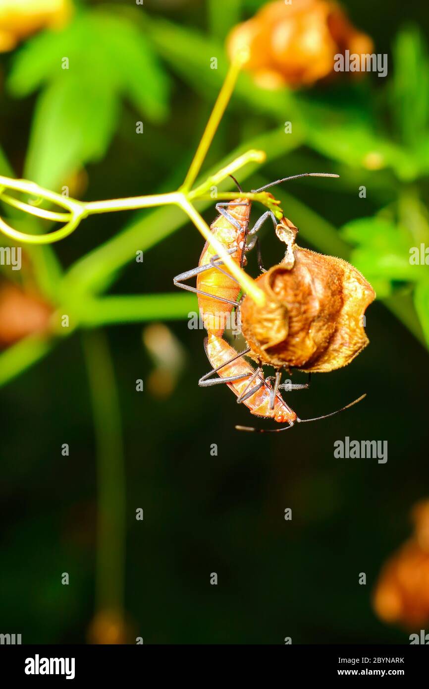 extra soft focus Indian Milkweed Bug breeding, Oncopeltus confusus ...
