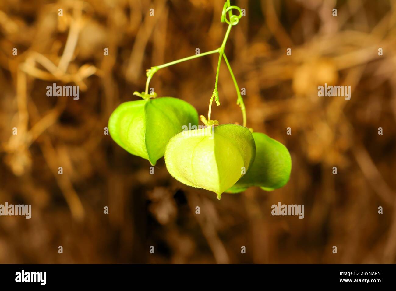 Cardiospermum halicacabum hi-res stock photography and images - Alamy