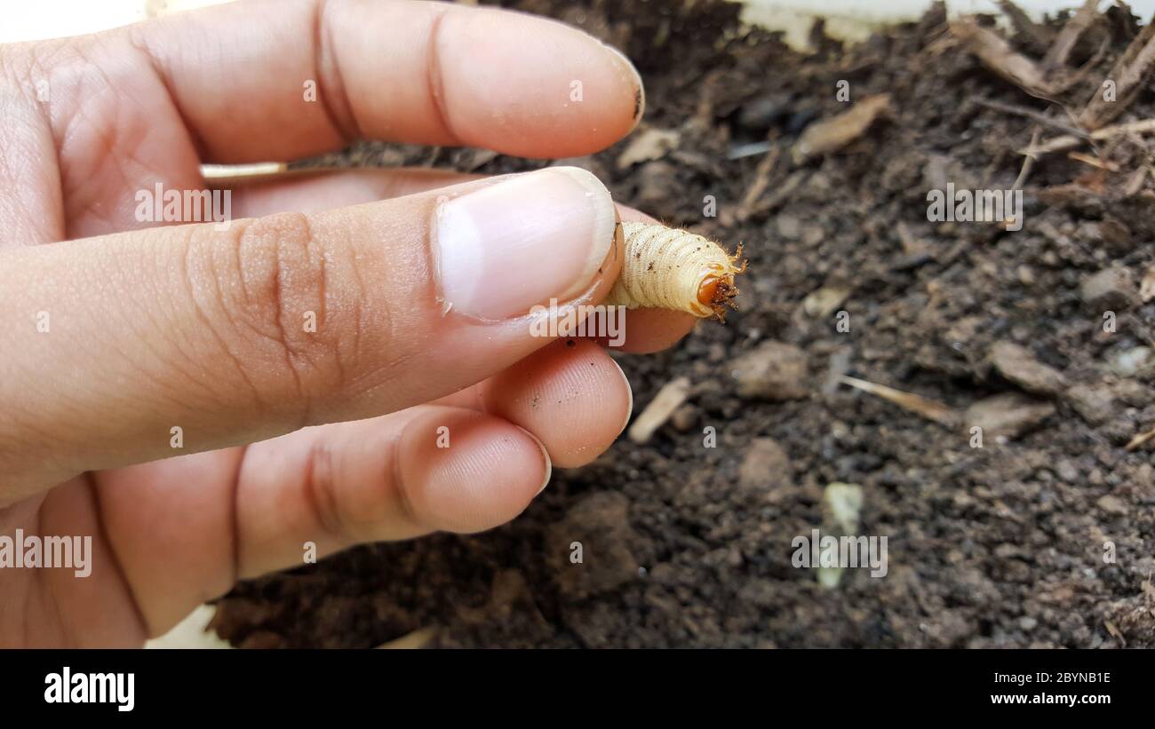 cockchafer, worm insect life Stock Photo - Alamy