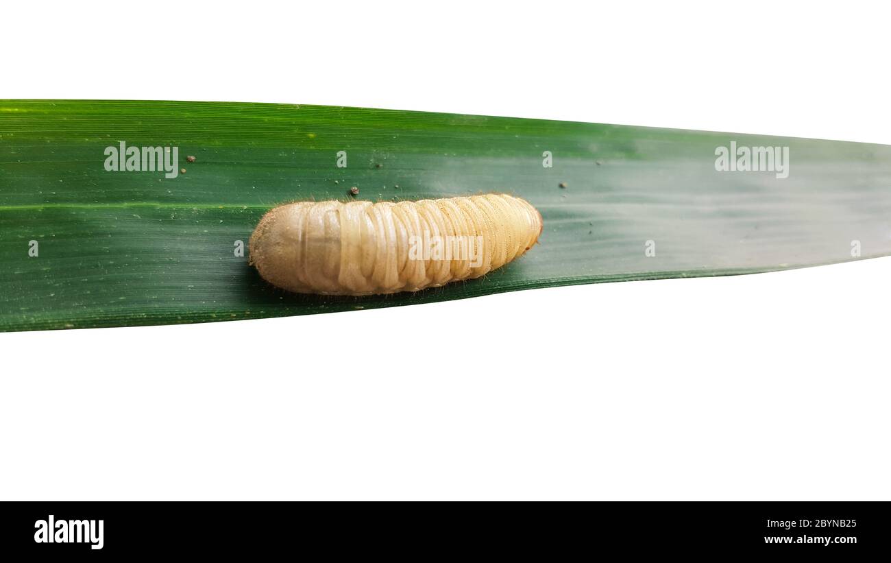 cockchafer, worm insect life Stock Photo - Alamy