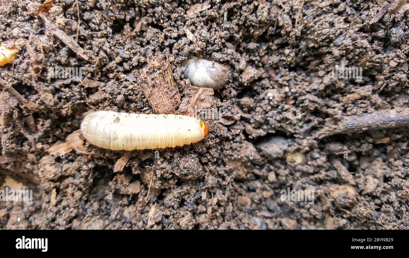 cockchafer, worm insect life Stock Photo - Alamy