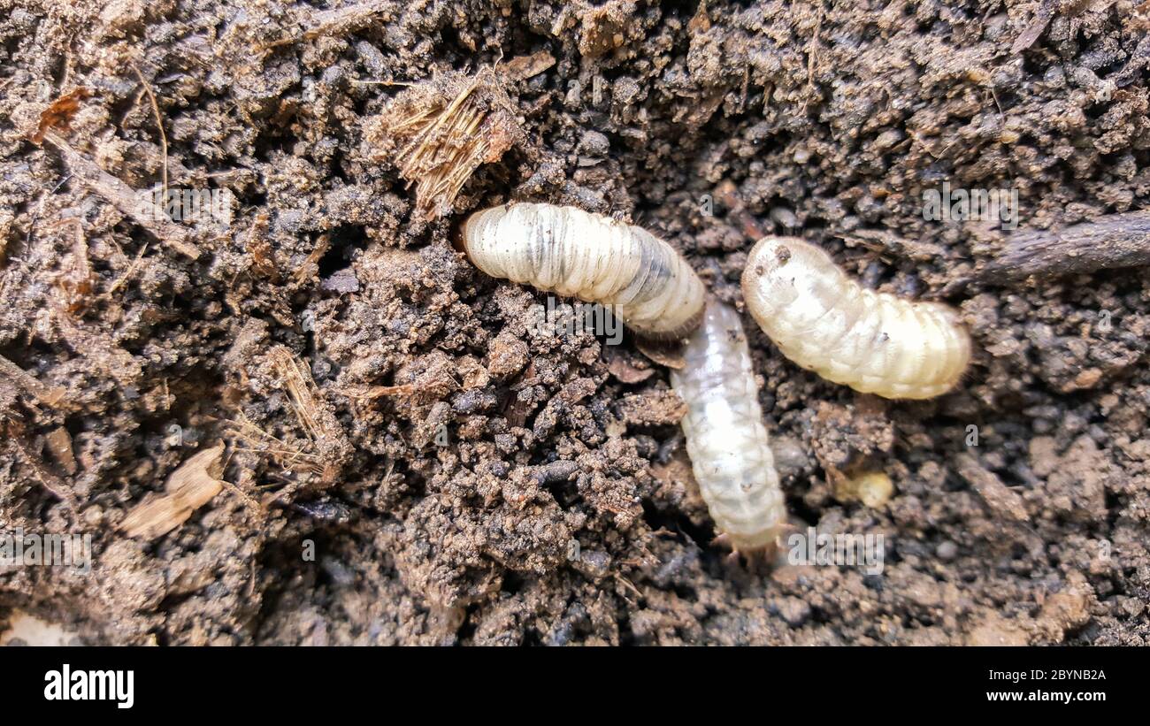 cockchafer, worm insect life Stock Photo - Alamy