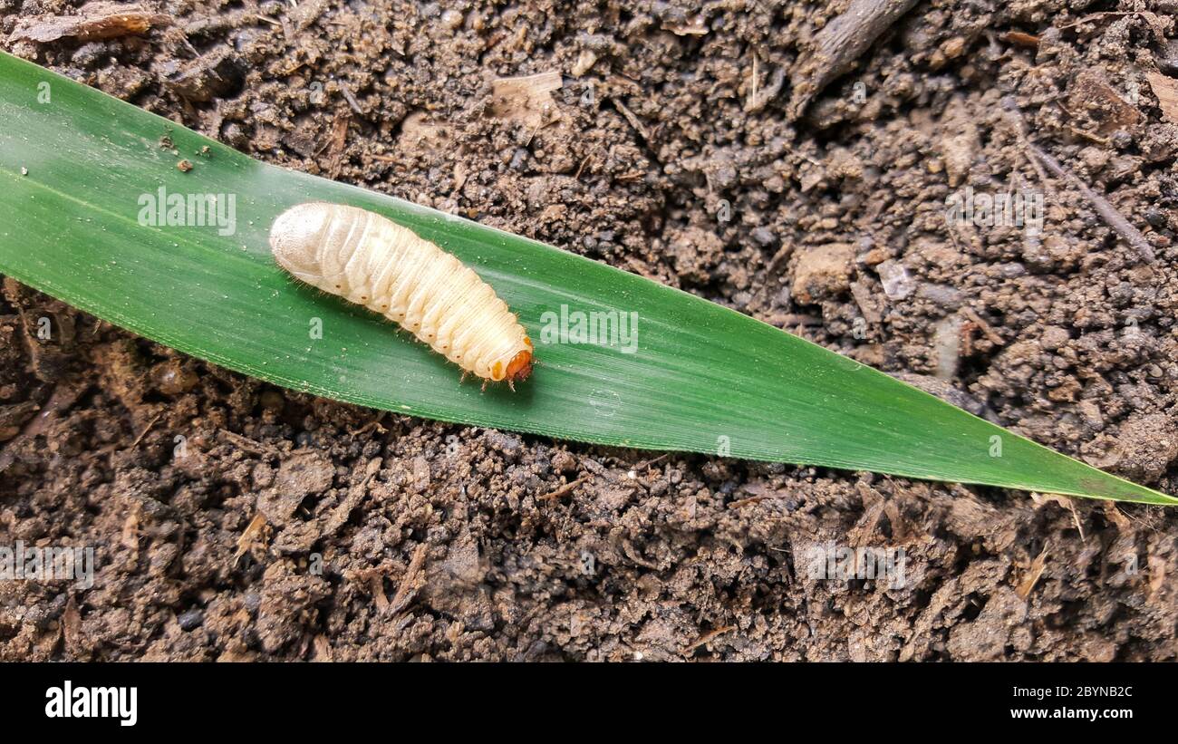 cockchafer, worm insect life Stock Photo - Alamy