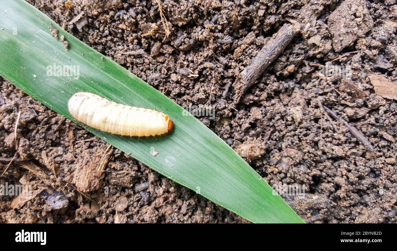 cockchafer, worm insect life Stock Photo - Alamy