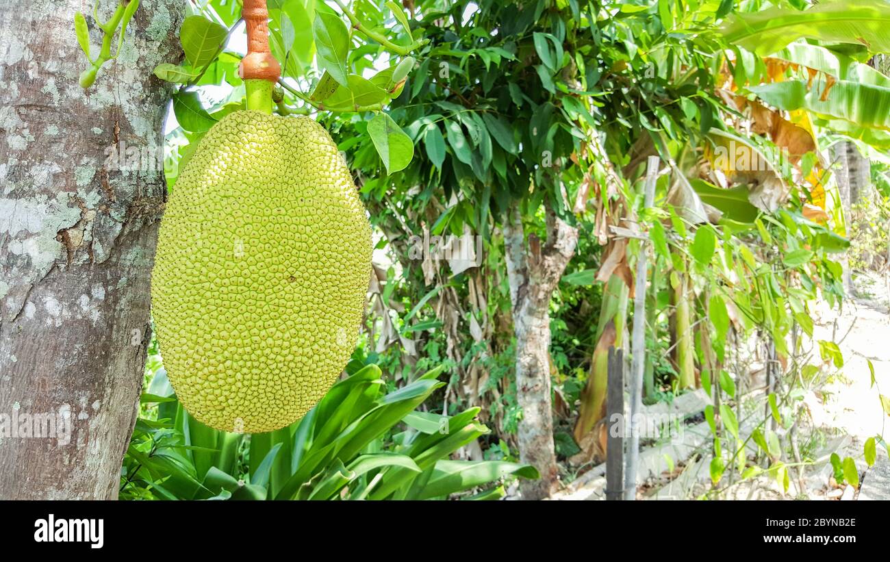 close-up jackfruit on tree Stock Photo - Alamy