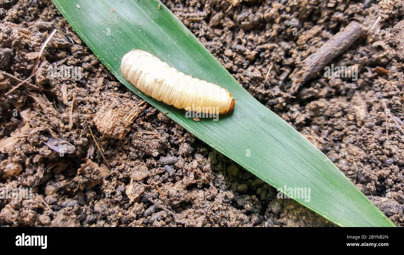 cockchafer, worm insect life Stock Photo - Alamy