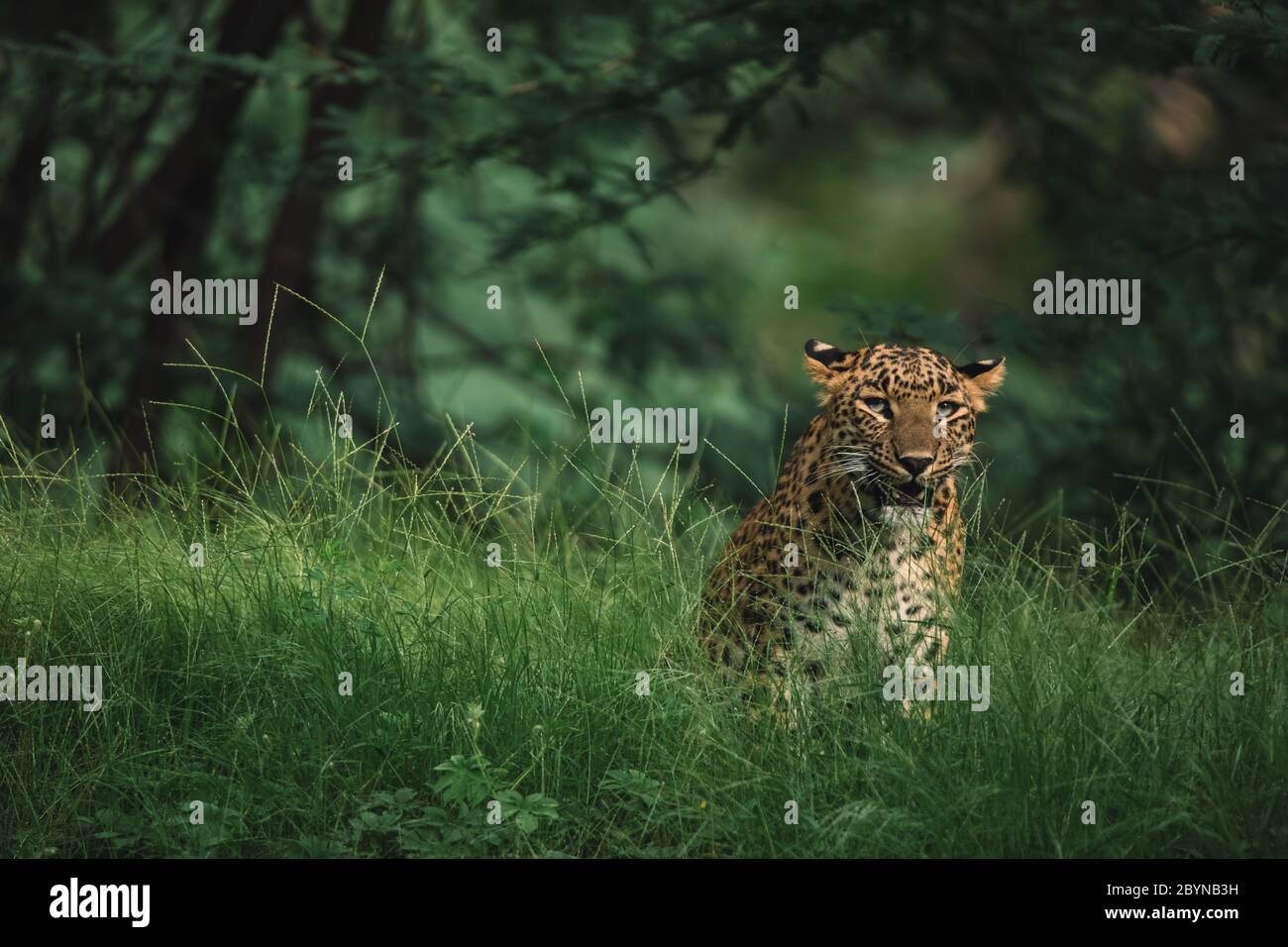 Indian Leopard, Rajasthan, India Stock Photo - Alamy