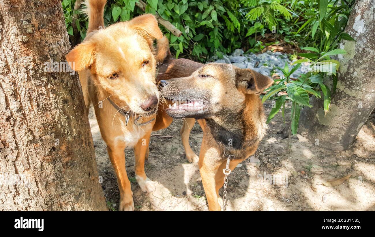 two dogs are friend, playing Stock Photo - Alamy
