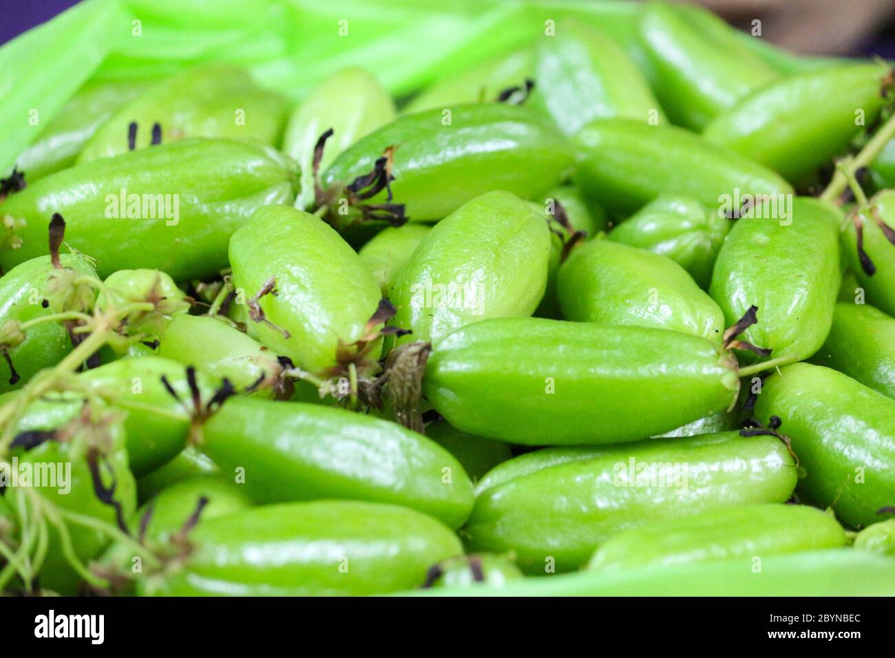 harvest green bilimbi fruit Stock Photo - Alamy