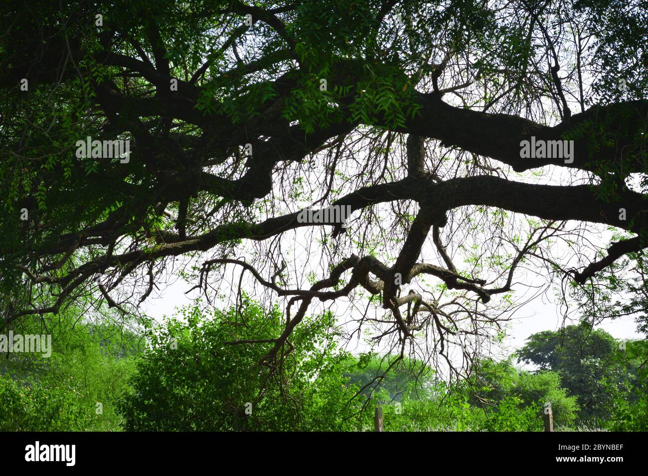 Big neem tree or Azadirachta indica in village. Very powerful Indian ...