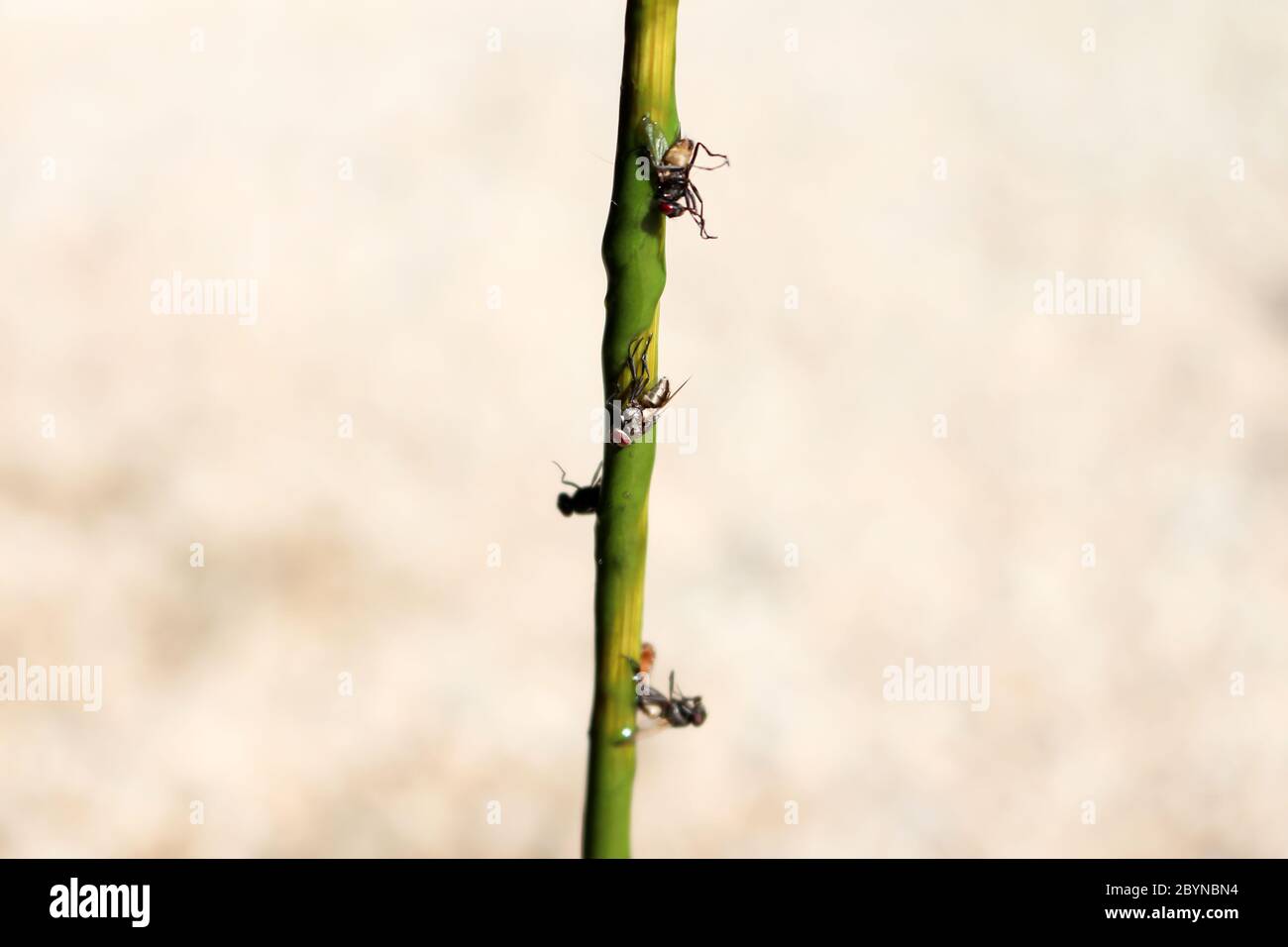 Sticky insect tape dead hi-res stock photography and images - Alamy