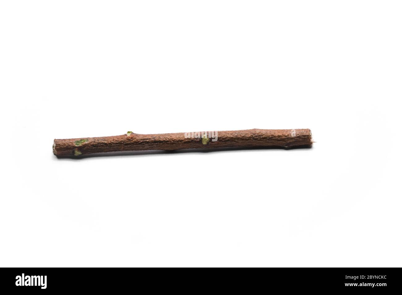 Neem stick isolated on white background Stock Photo - Alamy