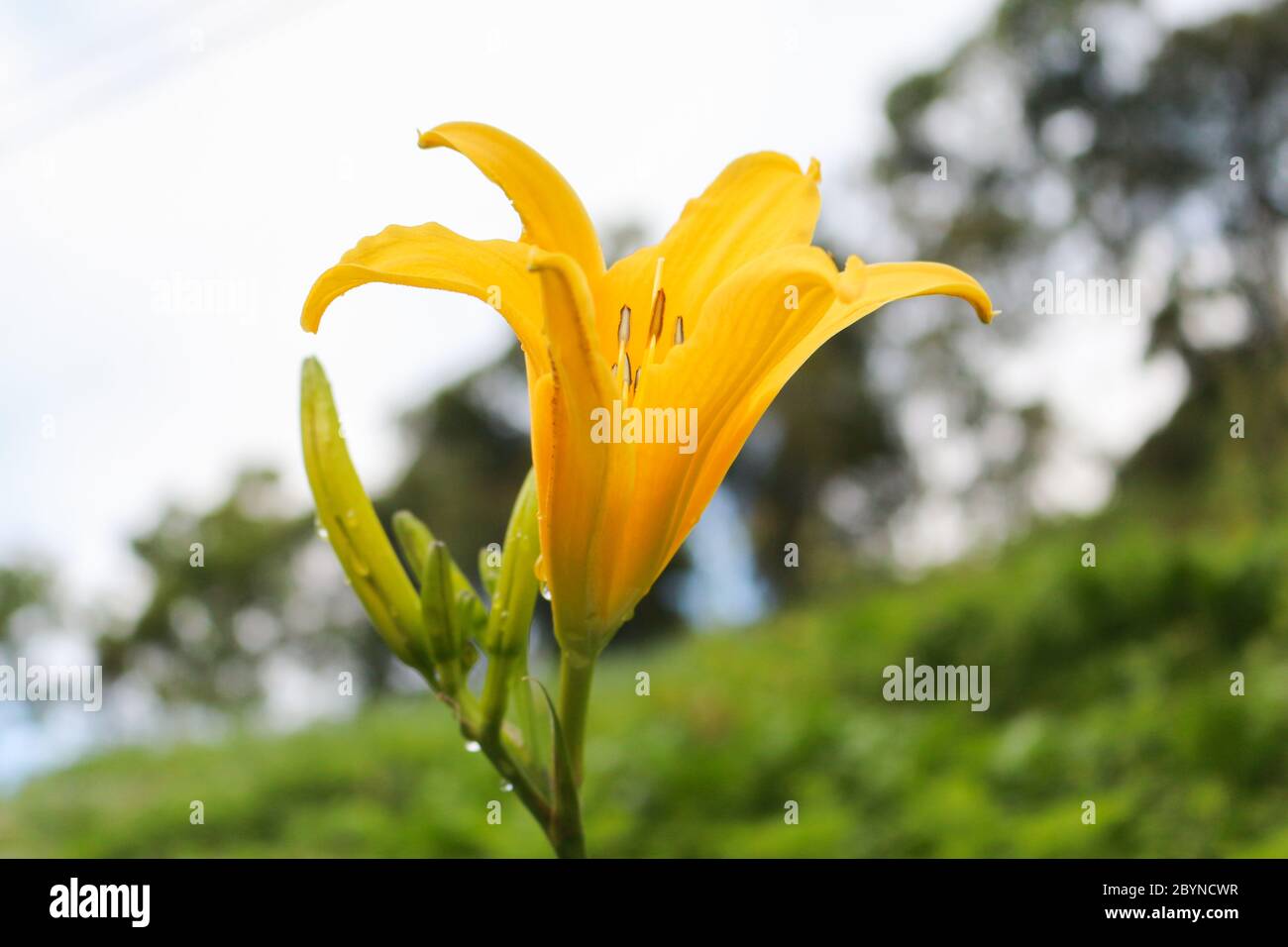 flower in cameron highland, malaysia Stock Photo - Alamy