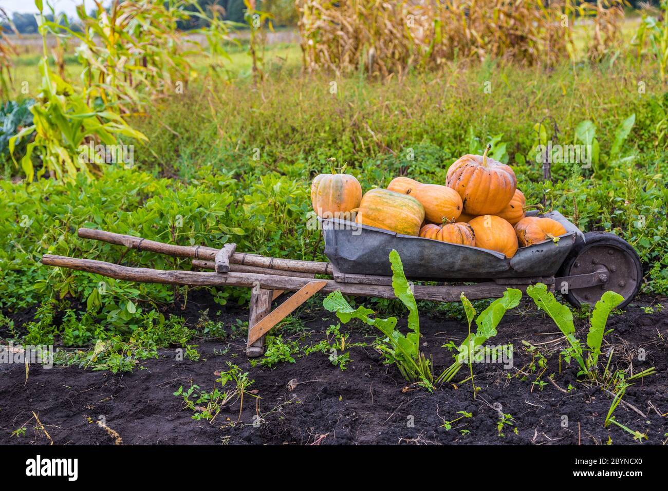 Wheelbarrow pumpkins hi-res stock photography and images - Alamy