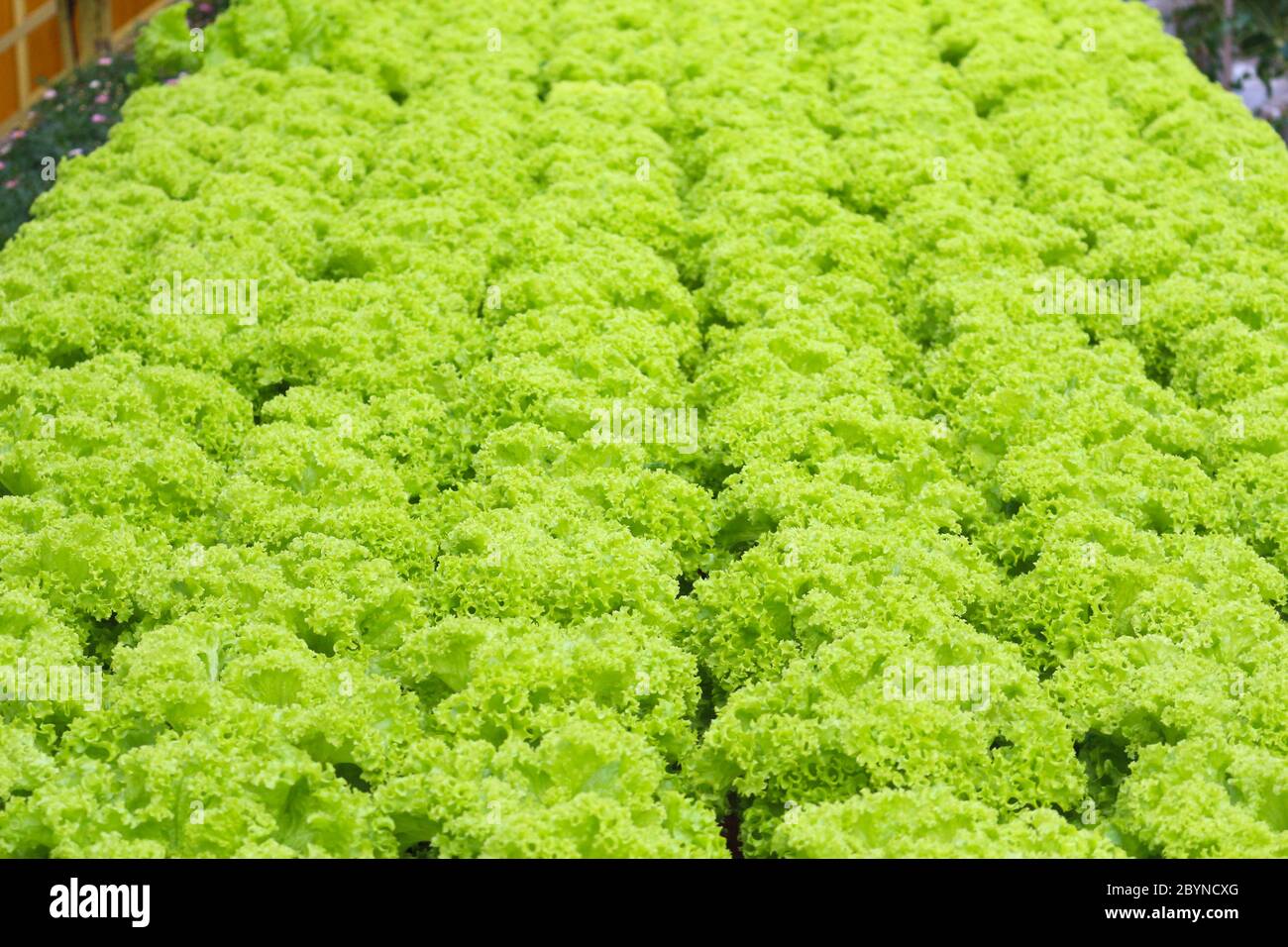 vegetables grown using hydroponics in cameron highland, malaysia Stock ...