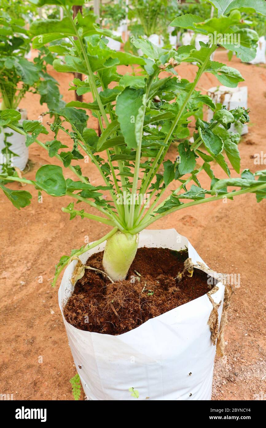 Daikon radish field hi-res stock photography and images - Alamy