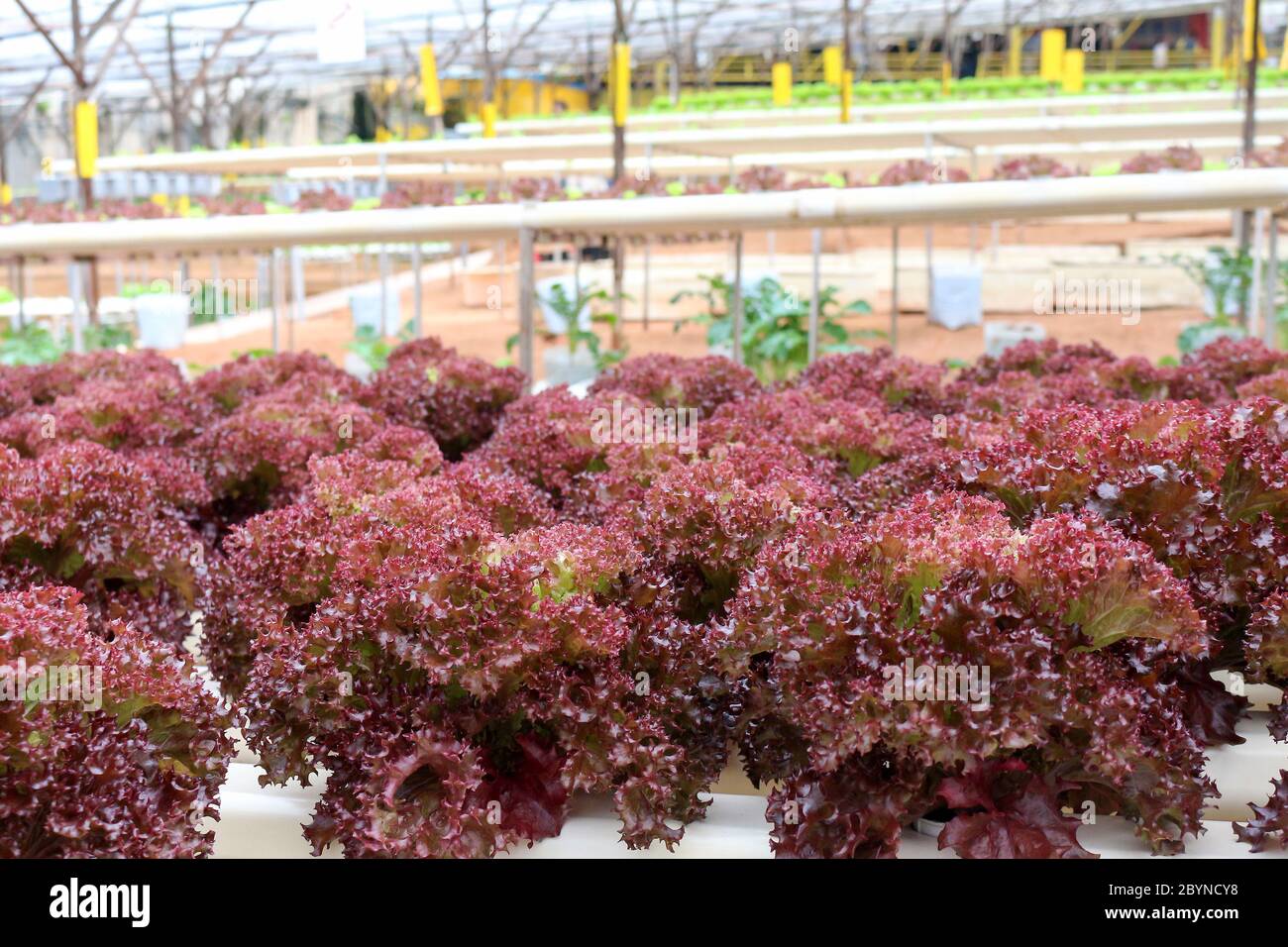 vegetables grown using hydroponics in cameron highland, malaysia Stock ...