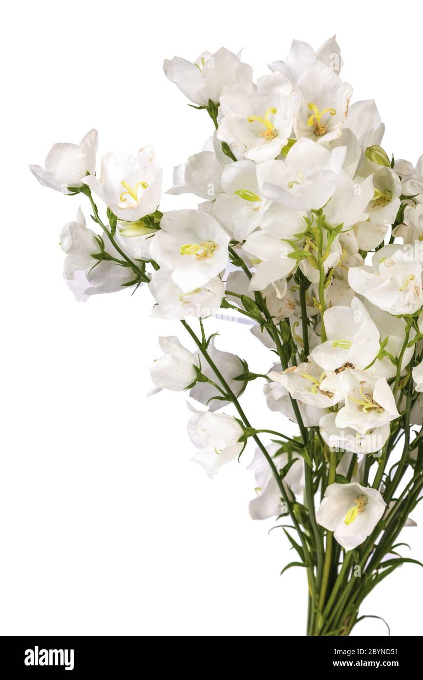 spring flowers background on white background Stock Photo - Alamy