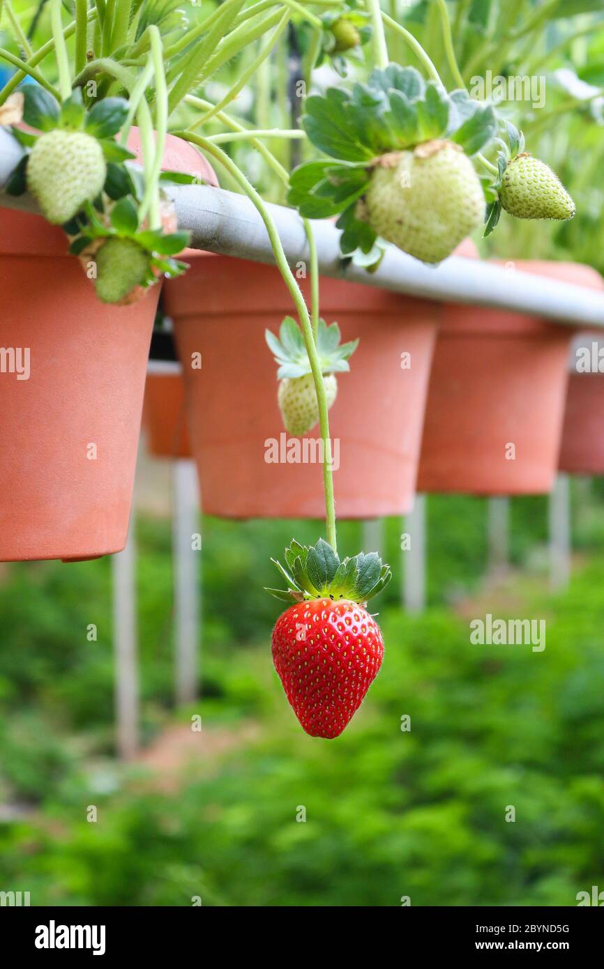 fresh strawberry from farm Stock Photo - Alamy