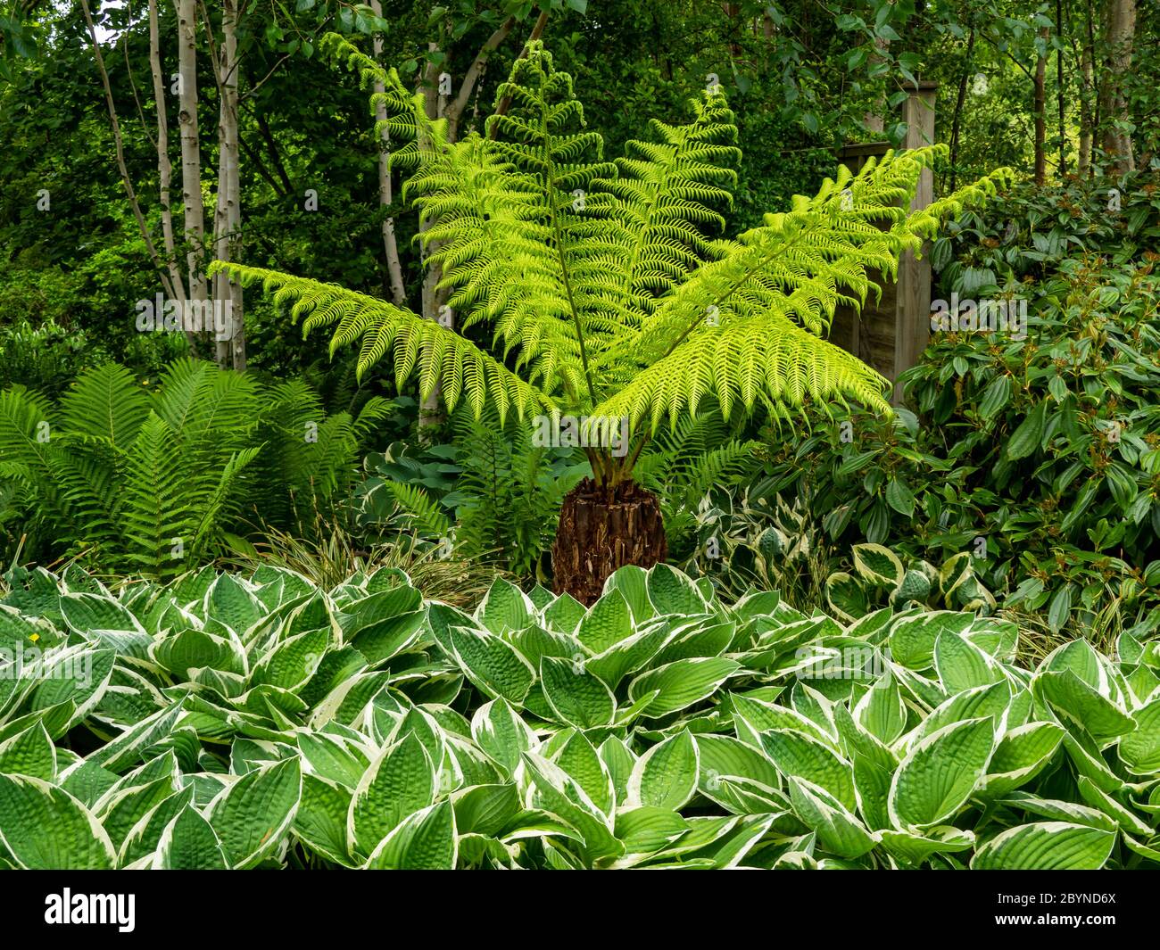 Landscaping With Hostas And Ferns