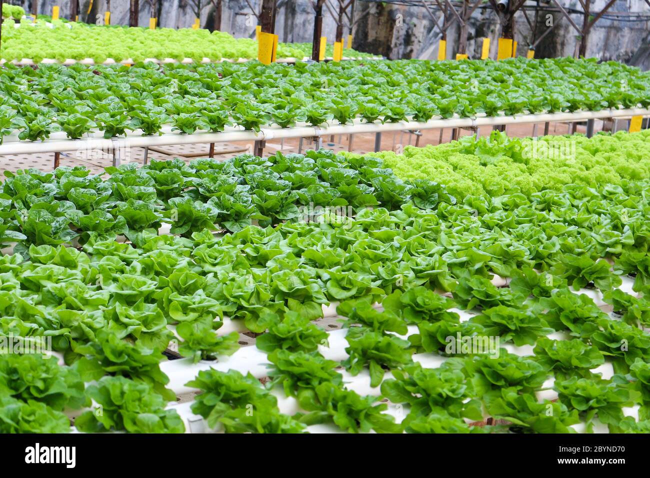 vegetables grown using hydroponics in cameron highland, malaysia Stock ...