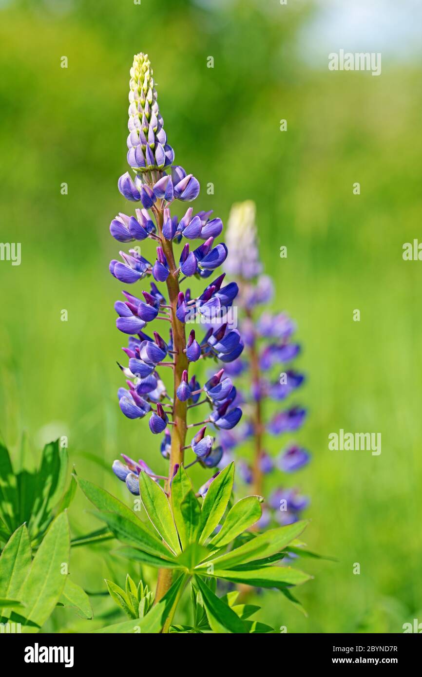 Flowering lupins, lupinus, in spring Stock Photo - Alamy