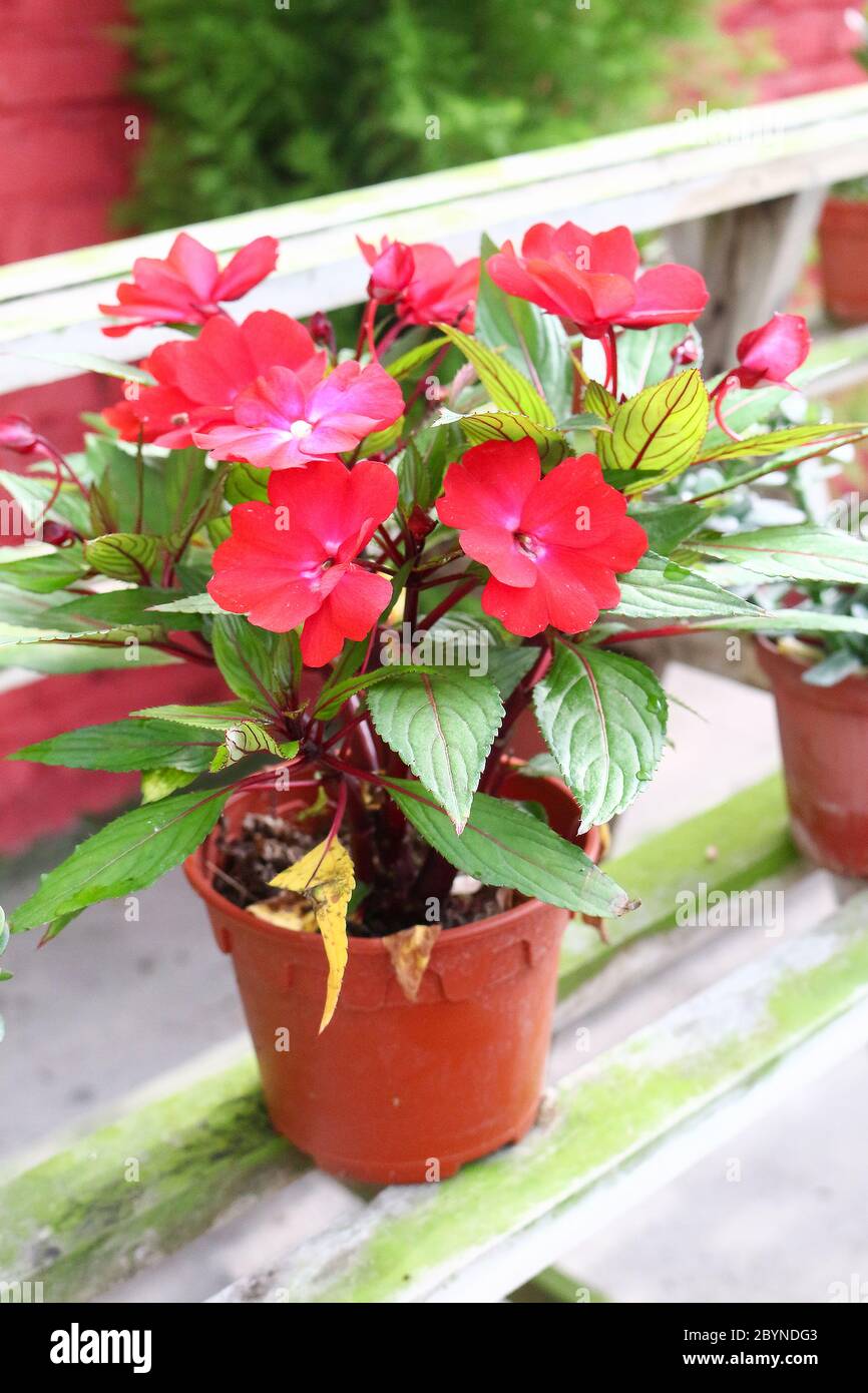 flower in cameron highland, malaysia Stock Photo - Alamy