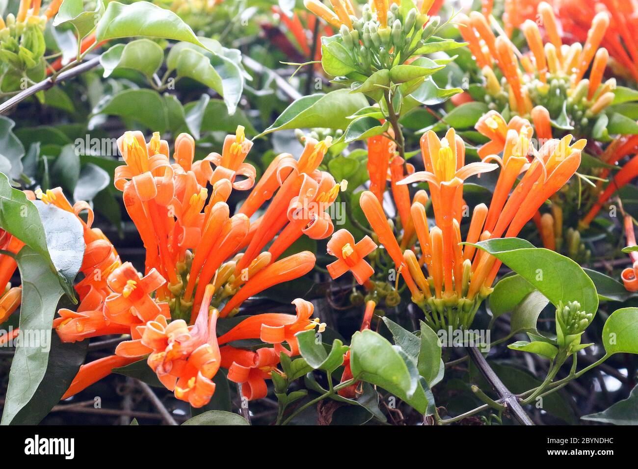 flower in cameron highland, malaysia Stock Photo - Alamy