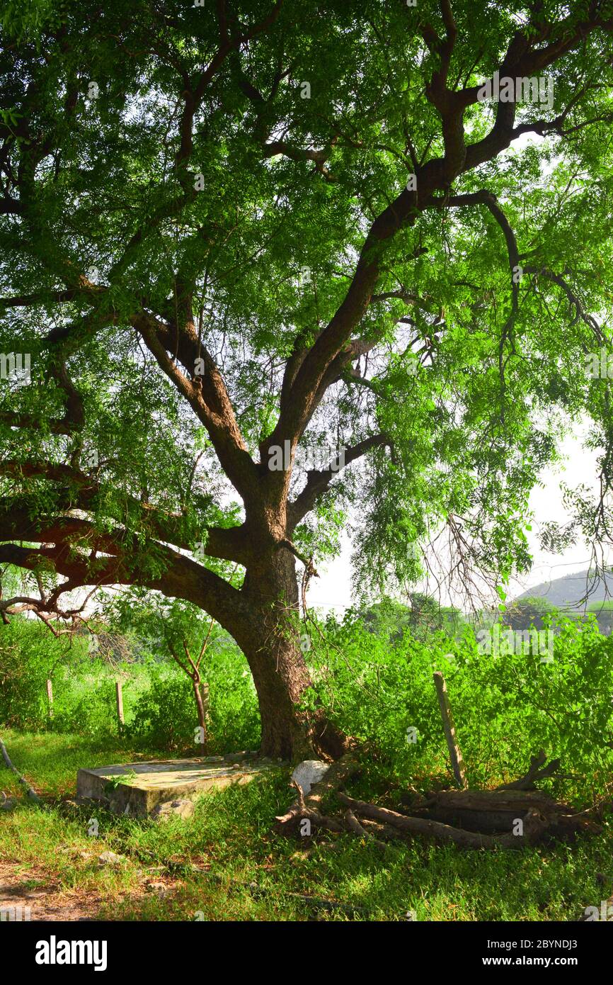 Pictures Of Neem Tree