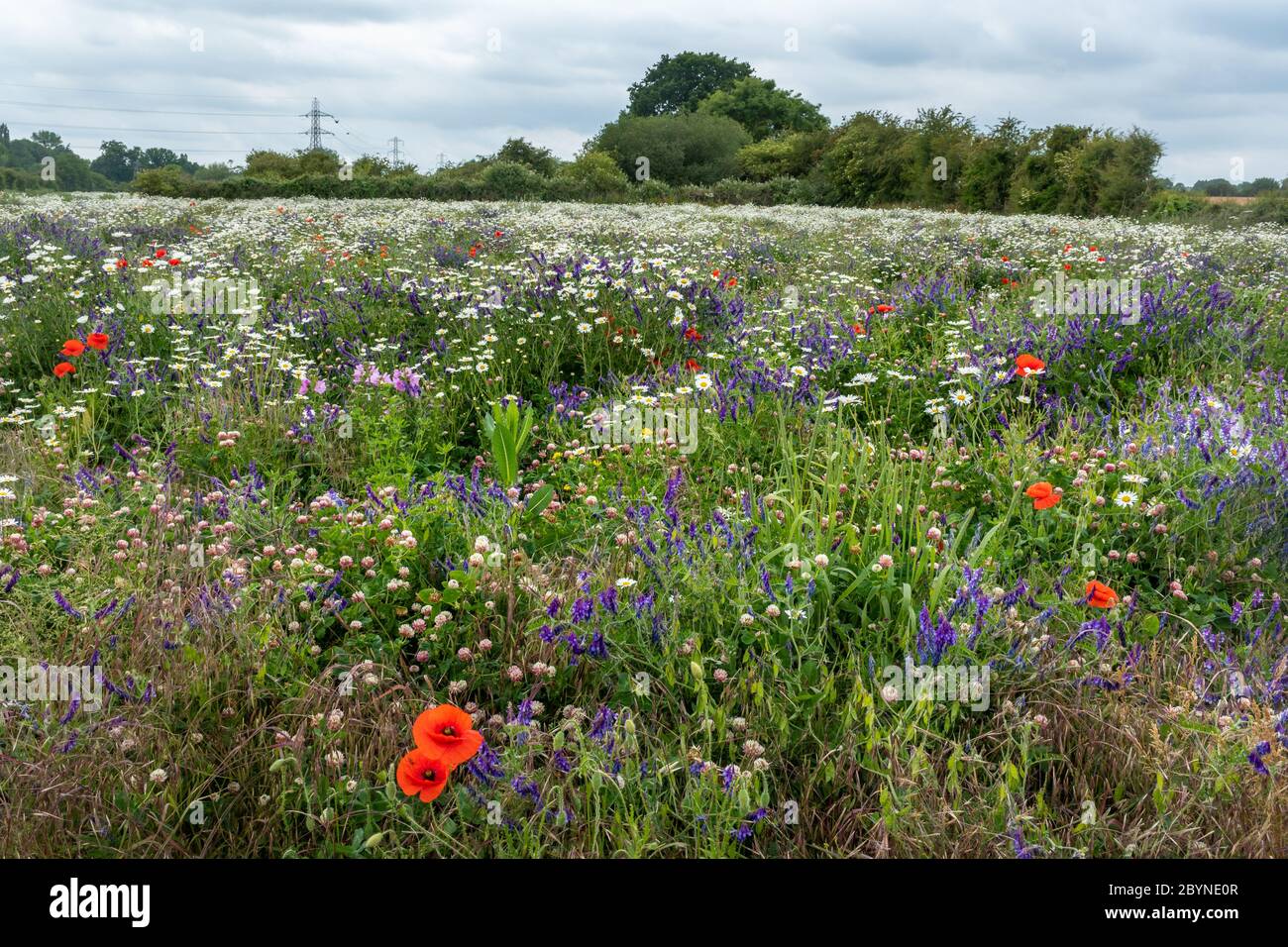Full wildflowers hi-res stock photography and images - Alamy