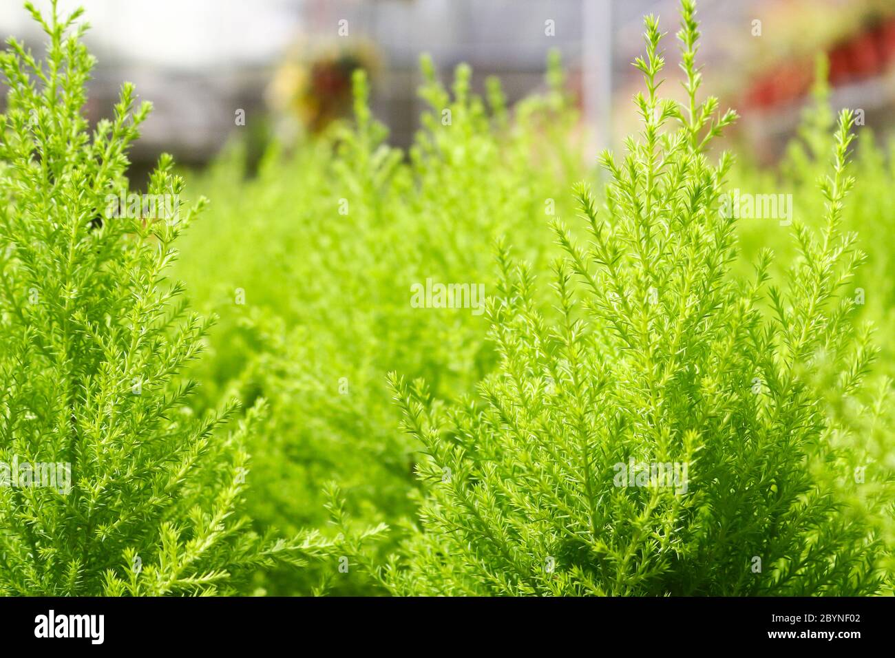 plant in cameron highland, malaysia Stock Photo - Alamy