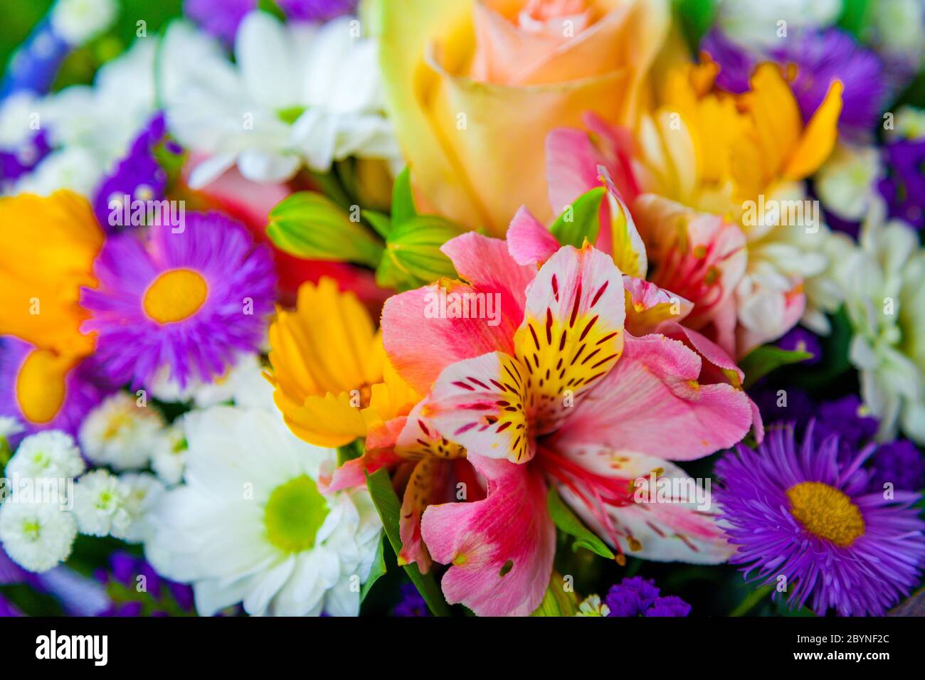 spring flowers background on white background Stock Photo - Alamy