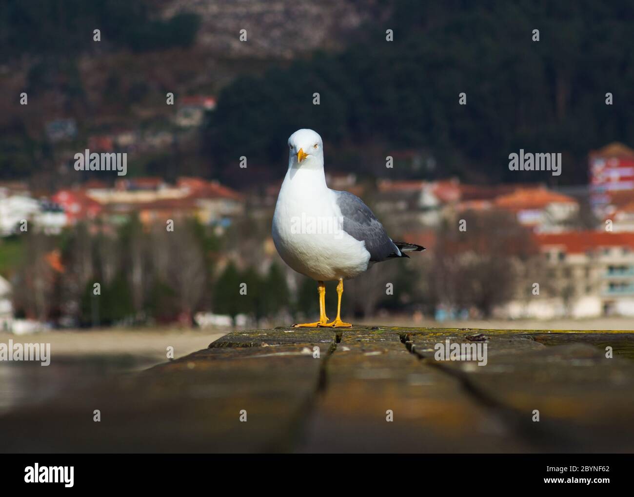 Seagull staring at camera on a wood bench Stock Photo - Alamy