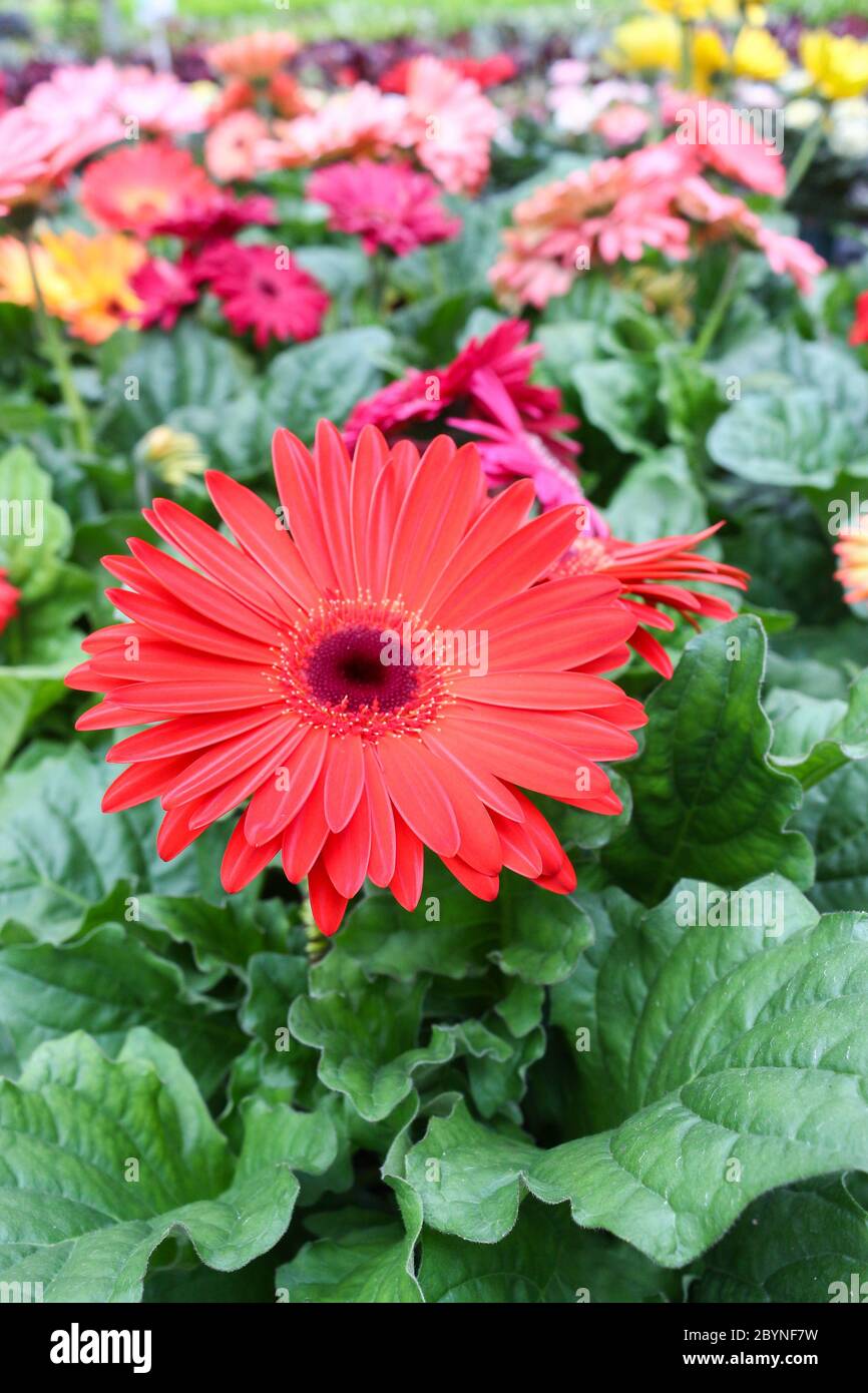 flower in cameron highland, malaysia Stock Photo - Alamy