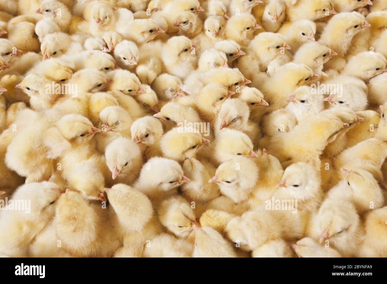 Large group of baby chicks on chicken farm Stock Photo - Alamy