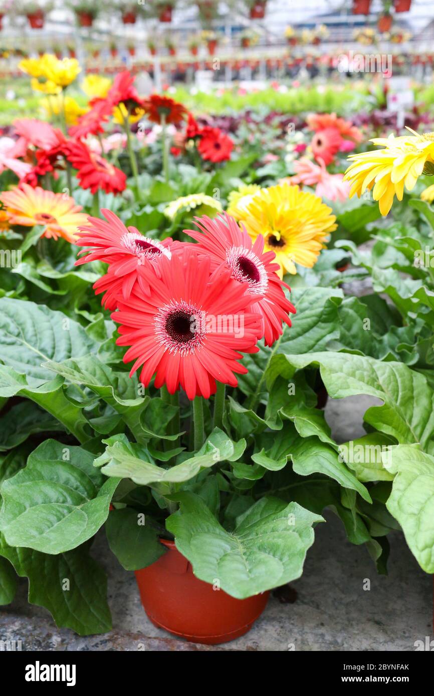 flower in cameron highland, malaysia Stock Photo - Alamy